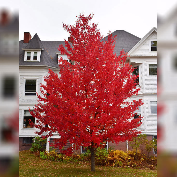 Maple Morton Tree, State Street, B&B 2" Caliper – Alsip Nursery