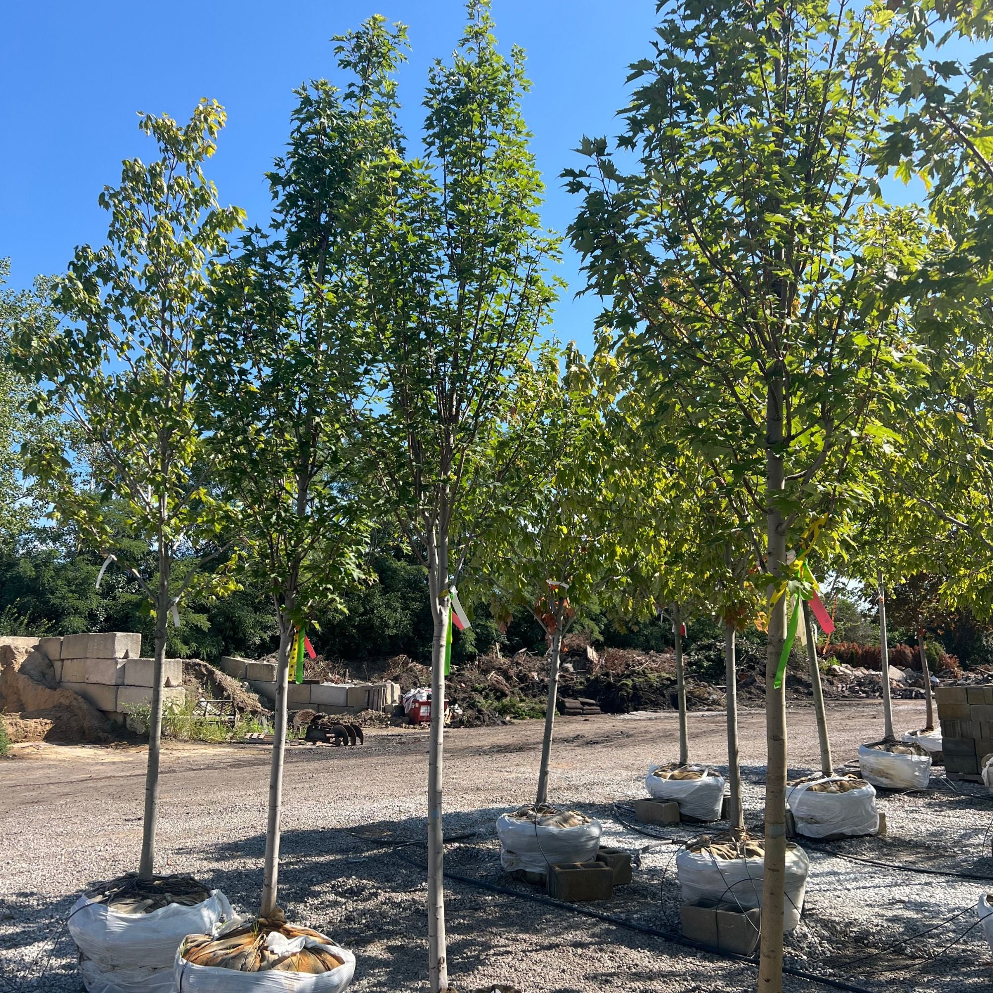 Armstrong Maple Tree, B&B 2" Caliper – Alsip Nursery