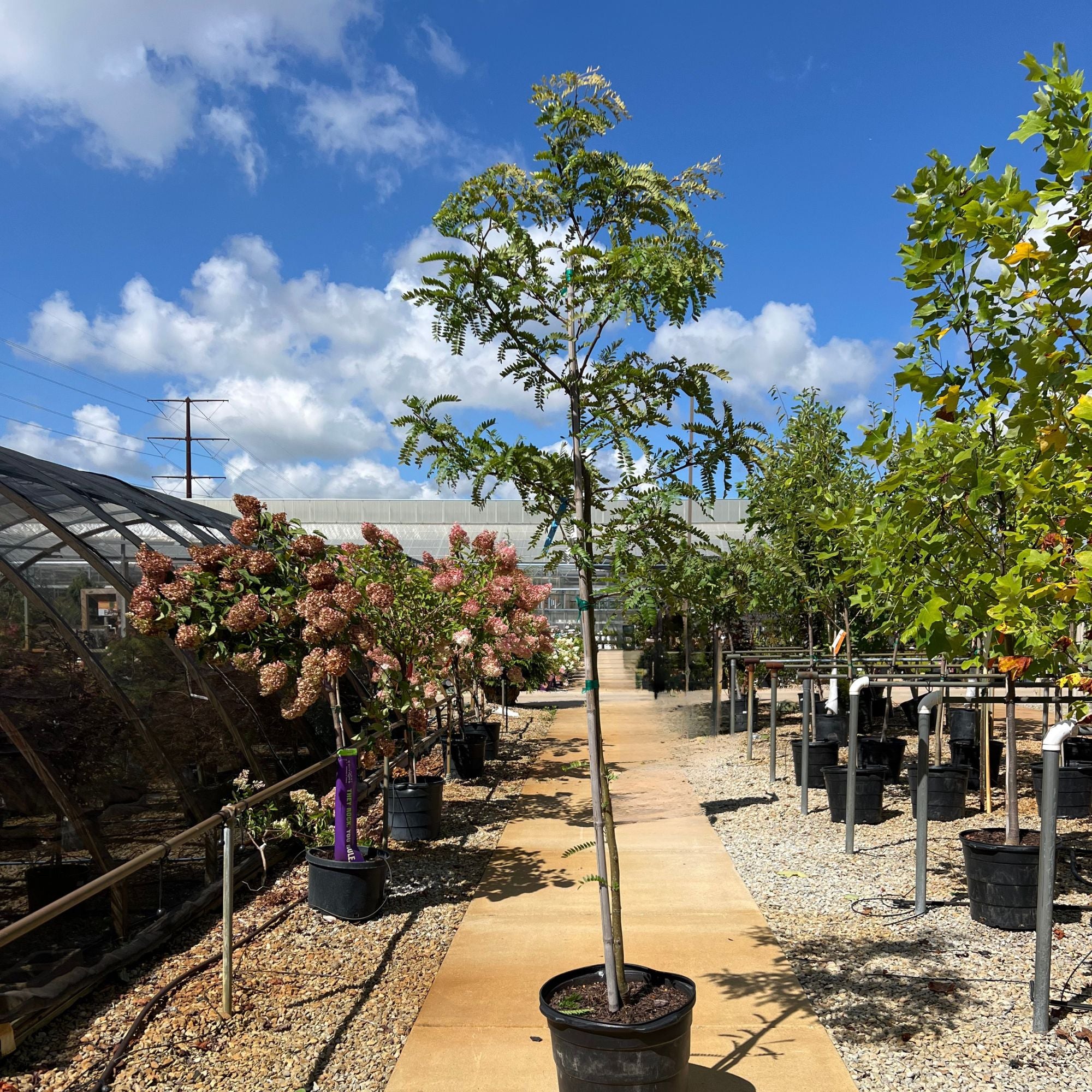 Sunburst Honeylocust - Gleditsia triacanthos 'Suncole' - 15 Gallon Pot ...
