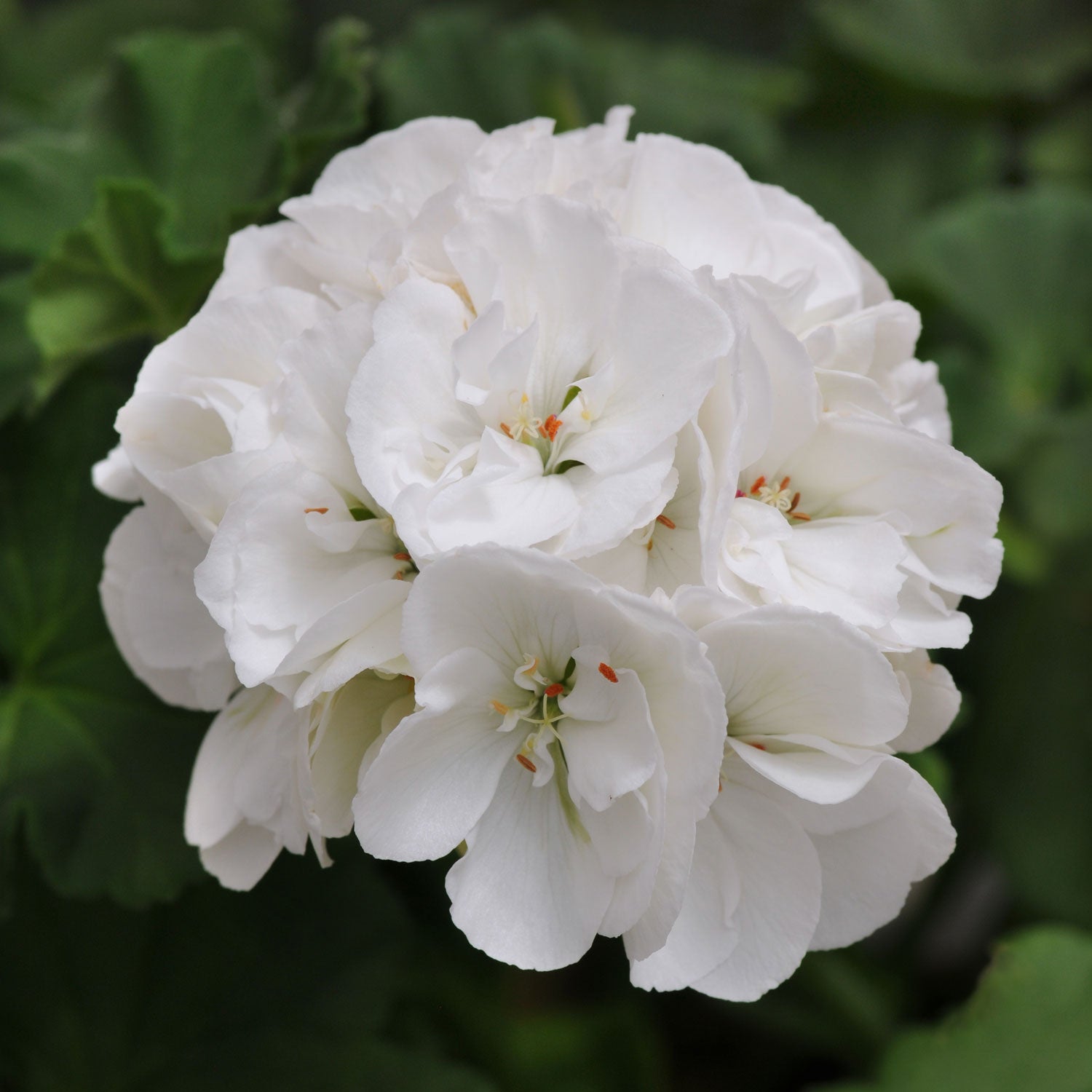 Geranium, Presto White, Live Plant 4.33" – Alsip Nursery