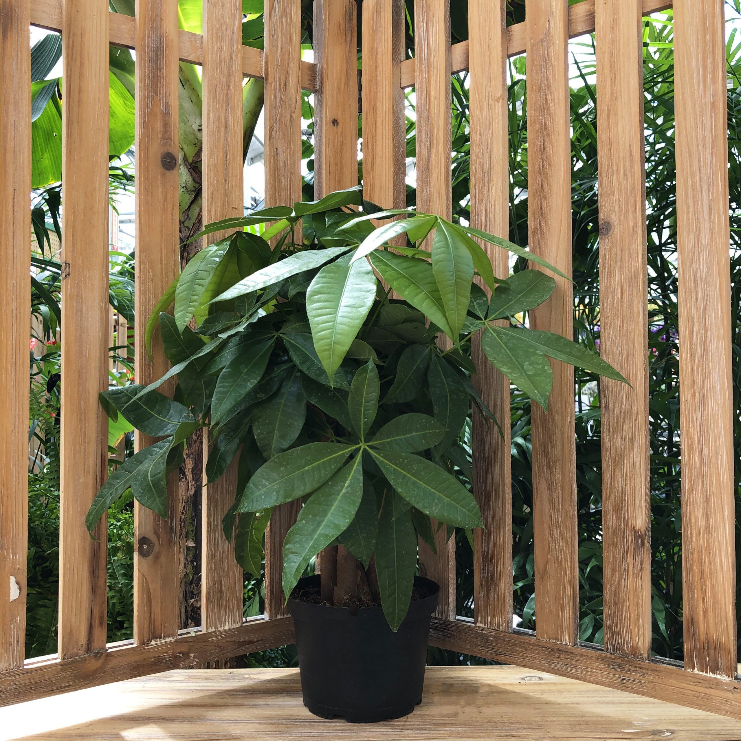 Money Tree Braid Plant, 6" – Alsip Nursery