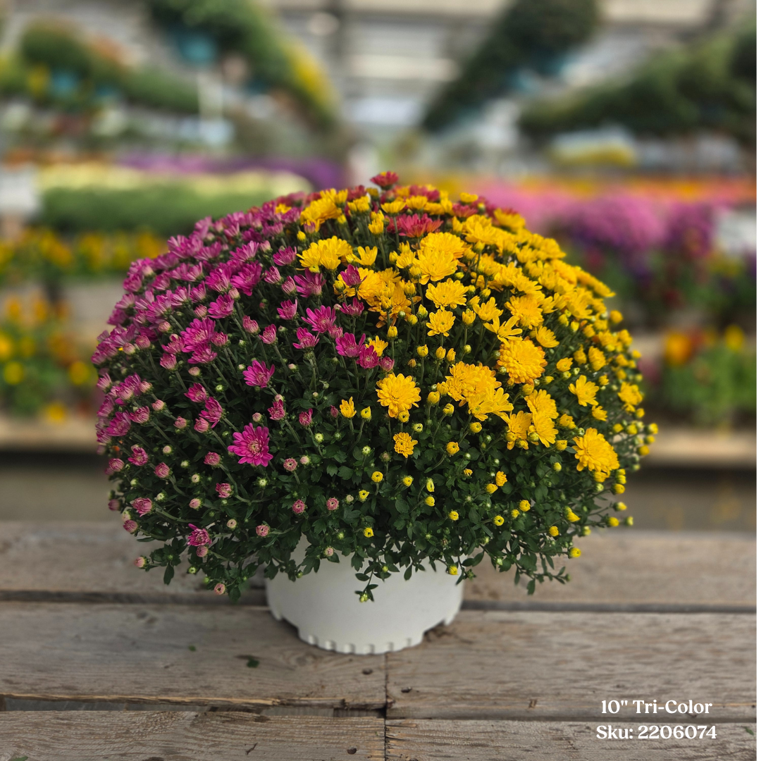 10" Tri-Color Garden Mums – Alsip Nursery