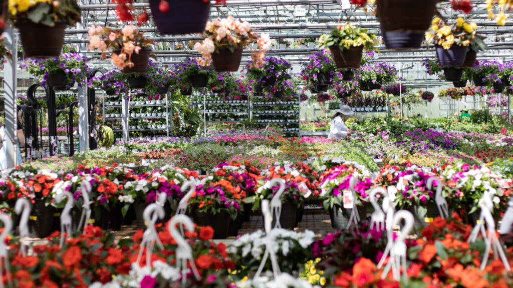Christmas Alsip Nursery